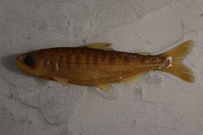 Chinook Salmon Smolt