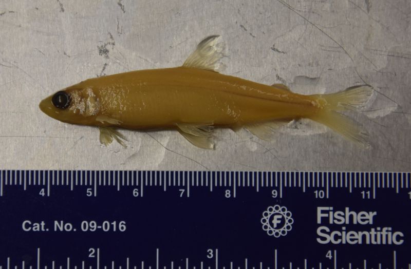 Delta smelt | Sacramento State