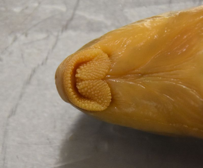 Sacramento Sucker | Sacramento State