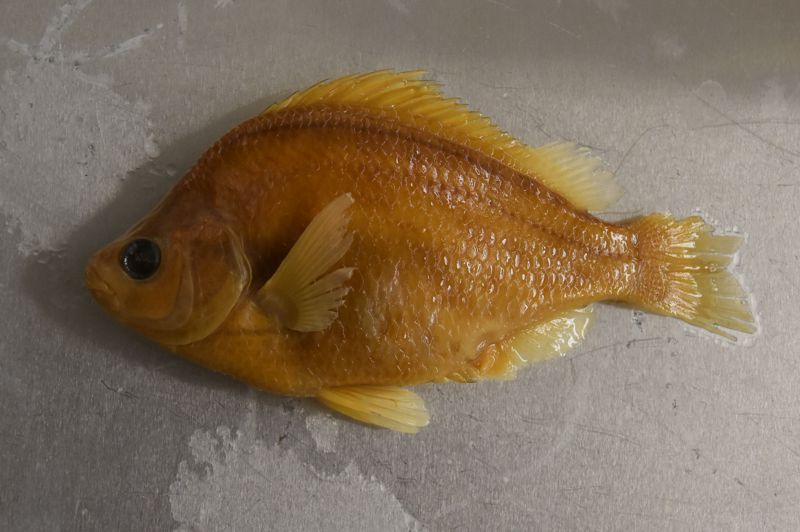 Tule perch | Sacramento State