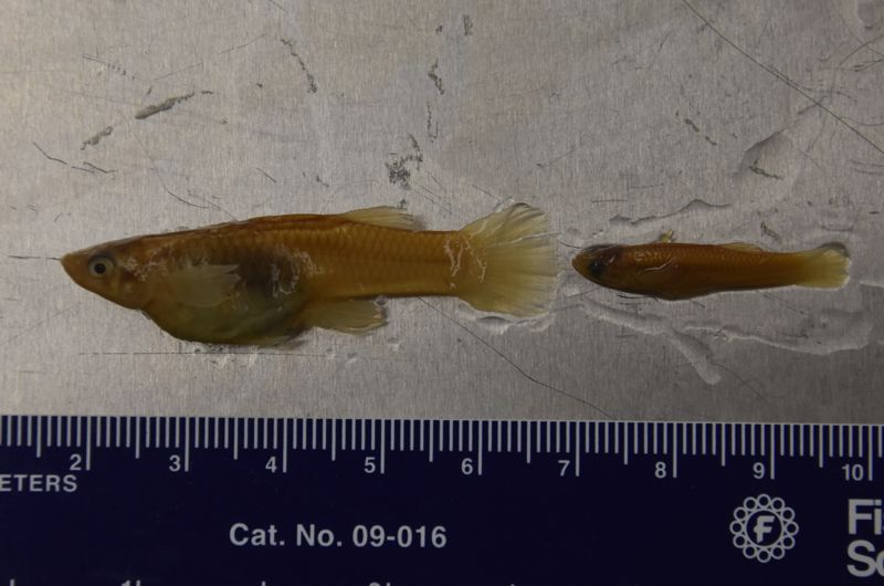 Western Mosquitofish | Sacramento State