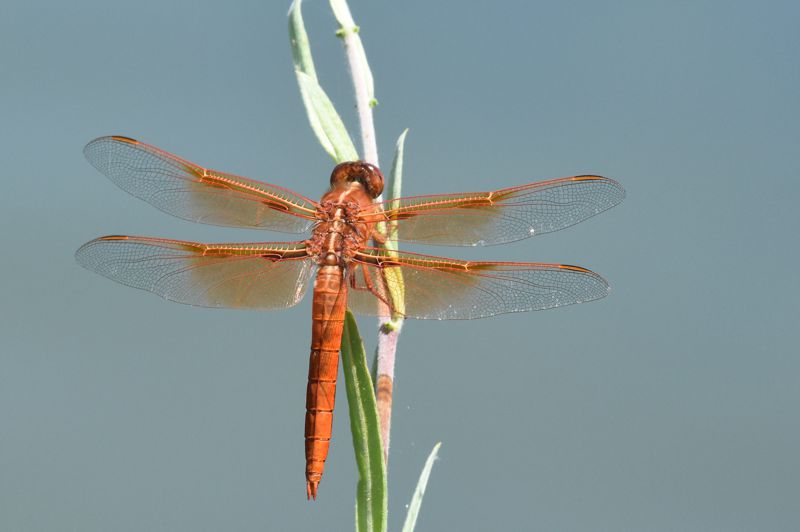 Flame Skimmer | Sacramento State