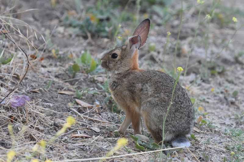 Audubon's Cottontail | Sacramento State