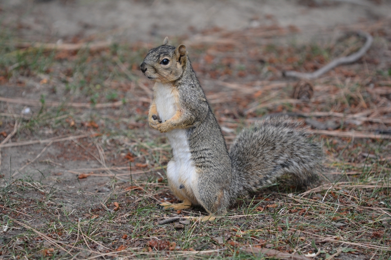 eastern fox squirrel