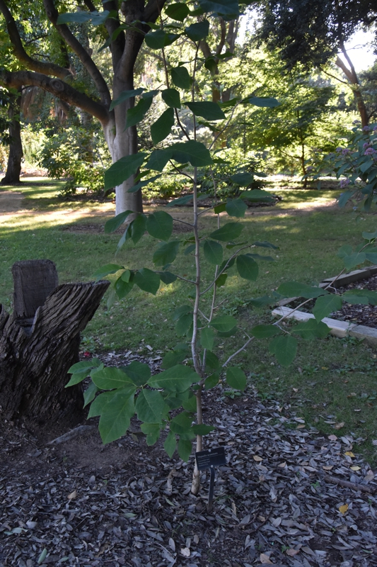Cucumber Tree | Sacramento State