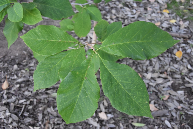 Cucumber Tree | Sacramento State