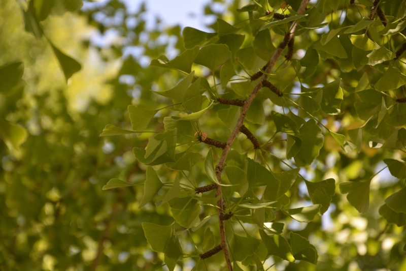 Gingko tree | Sacramento State