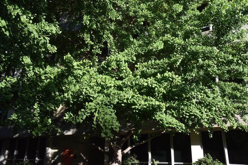 Gingko tree | Sacramento State