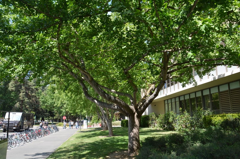Gingko tree | Sacramento State