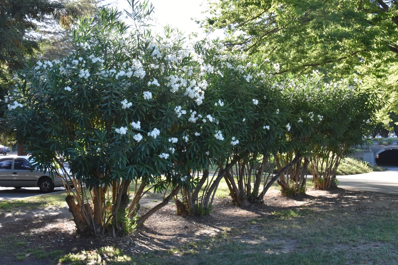 Oleander | Sacramento State