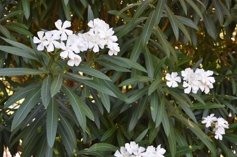 Oleander | Sacramento State