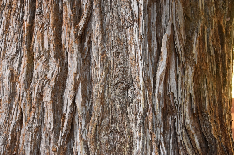 California Redwood | Sacramento State