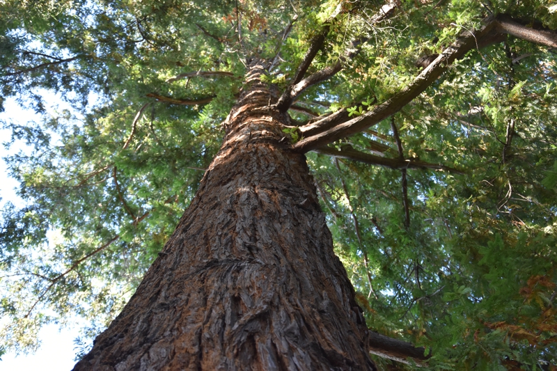 California Redwood | Sacramento State