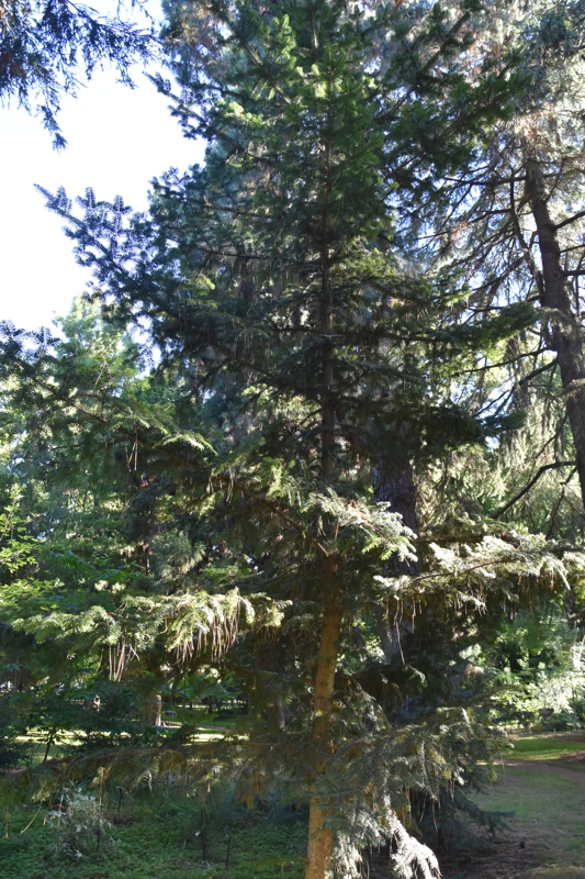 Japanese Fir | Sacramento State