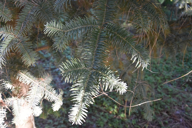 Japanese Fir | Sacramento State