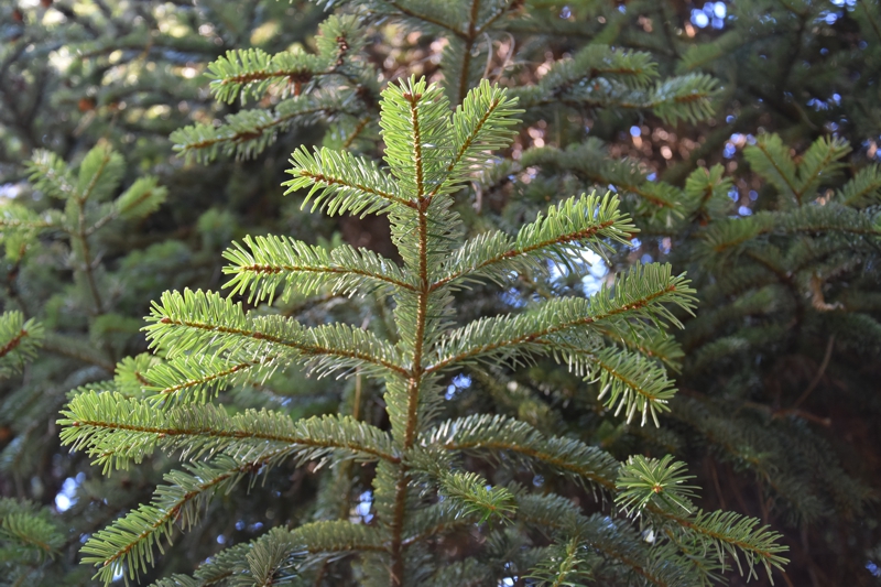Nordmann Fir | Sacramento State