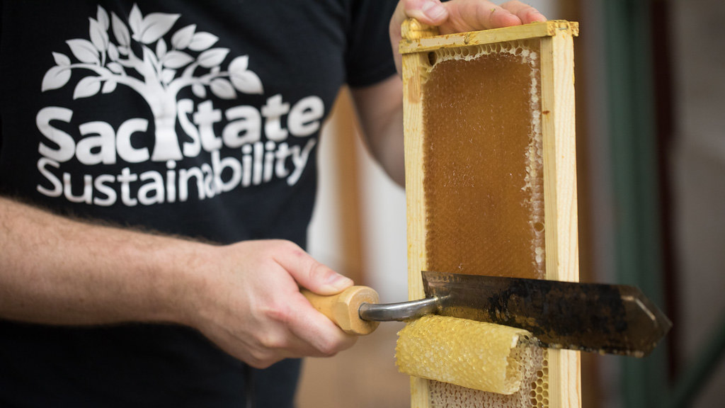Sac State bees go commercial as sale of Hornet Honey begins ...